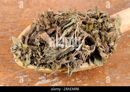 Chinese field mint, dried leaves (Menthae Folia), Bo He Stock Photo - Alamy