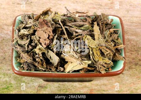 Chinese field mint, dried leaves (Menthae Folia), Bo He, cut out ...