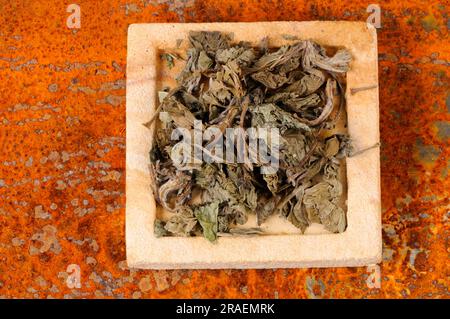 Chinese field mint, dried leaves (Menthae Folia), Bo He Stock Photo - Alamy