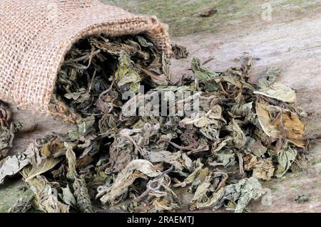 Chinese field mint, dried leaves (Menthae Folia), Bo He Stock Photo - Alamy