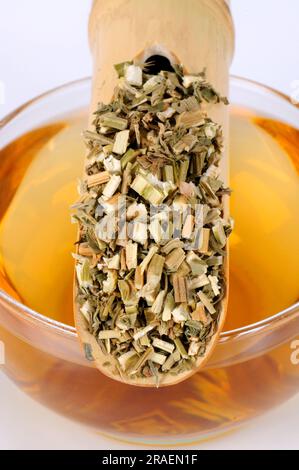Cup of Chinese Motherwort Tea (Leonuri Herba), Yi Mu Cao Stock Photo ...