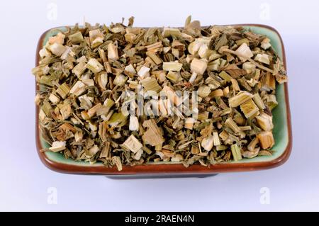 Chinese motherwort, dried (Leonuri Herba), Yi Mu Cao, free-standing ...