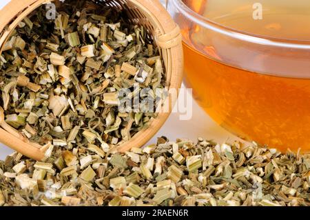 Cup of Chinese Motherwort Tea (Leonuri Herba), Yi Mu Cao Stock Photo ...