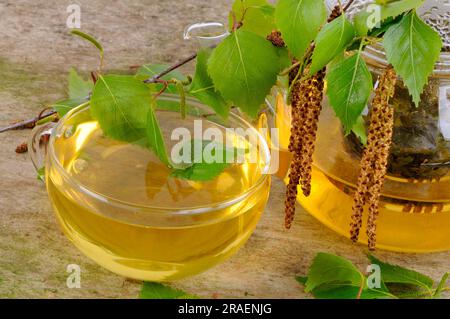 Cup of birch leaf tea, sand birch, white birch, weeping birch (Betula ...
