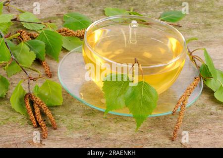 Cup of birch leaf tea, sand birch, white birch, weeping birch (Betula ...