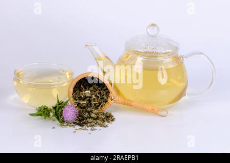 Cup and pot of milk thistle tea (Silybum marianum) (Carduus marianus ...