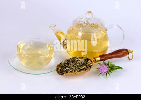 Cup and pot of milk thistle tea (Silybum marianum) (Carduus marianus ...