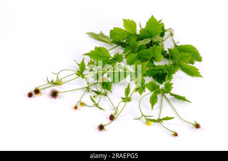 Wood avens (Geum urbanum), Benedicte root, buschnelk root, Hail to all ...
