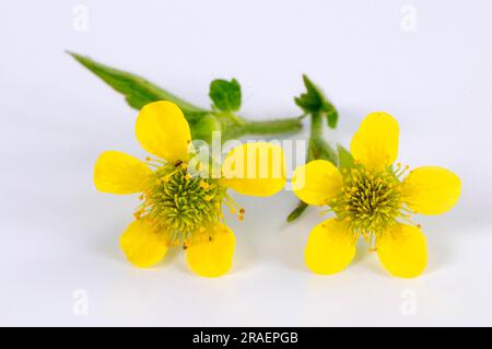 Wood avens (Geum urbanum), Benedicte root, buschnelk root, Hail to all ...