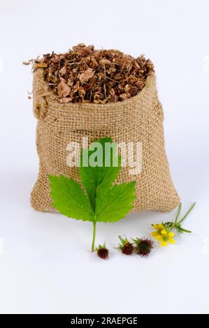 Wood avens (Geum urbanum), Benedicte root, buschnelk root, Hail to all ...