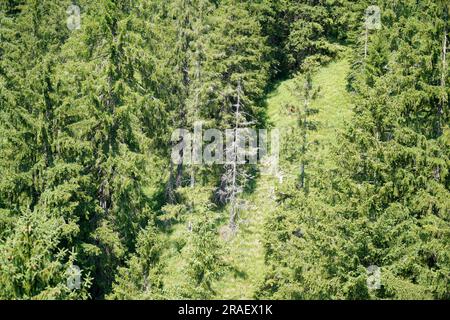 Forest dieback caused by the climate crisis is hitting the forests in ...
