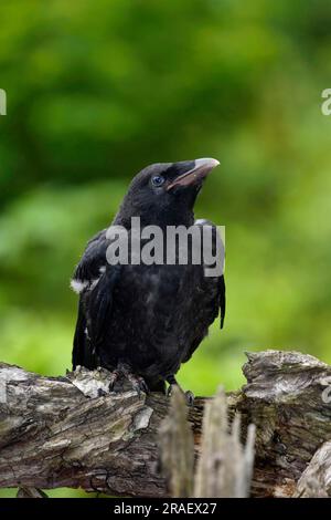 Carrion crow (Corvus corone corone), fledged Stock Photo - Alamy