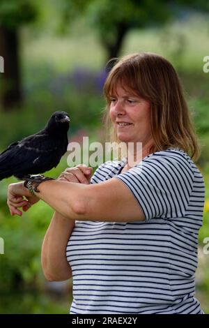 Woman with crow (Corvus corone corone), branchling, crow, crow ...