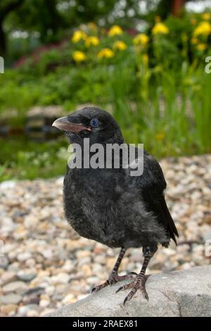 Carrion crow (Corvus corone corone), fledged Stock Photo - Alamy