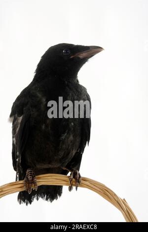 Carrion crow (Corvus corone corone), fledged Stock Photo - Alamy