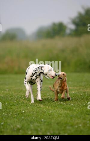 Dalmatian and English Cocker Spaniel, 5 months, English Cocker Spaniel ...