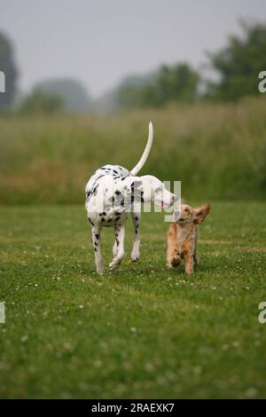 Dalmatian and English Cocker Spaniel, 5 months, English Cocker Spaniel ...