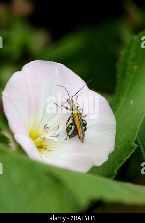 Oedemera nobilis small shiny slender green beetle male has swollen hind ...