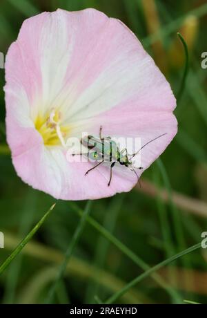 Oedemera nobilis small shiny slender green beetle male has swollen hind ...