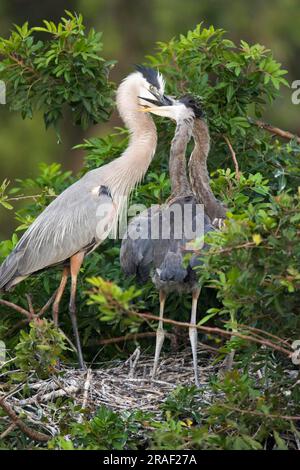 Mature Great Blue Heron (Ardea herodias) fishing. May in Acadia ...