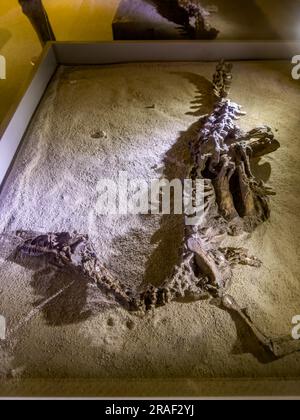 Fossils at Ischigualasto Provincial Park, San Juan, Argentina Stock ...
