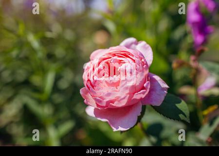 Pink The Alnwick rose blooming in summer garden by foxgloves. Bunch of ...