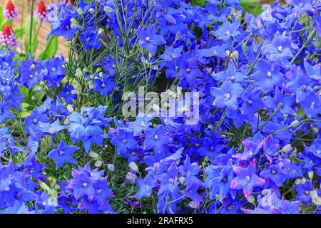 Delphinium ‘Diamond blue’ flowers. UK Stock Photo - Alamy