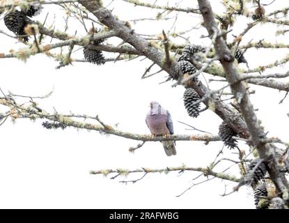 Eurasian collared Dove in Pine Tree Stock Photo - Alamy