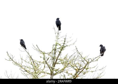Three American Crows on Pine Tree Stock Photo - Alamy