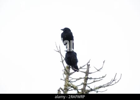 Two American Crows on Pine Tree Stock Photo - Alamy
