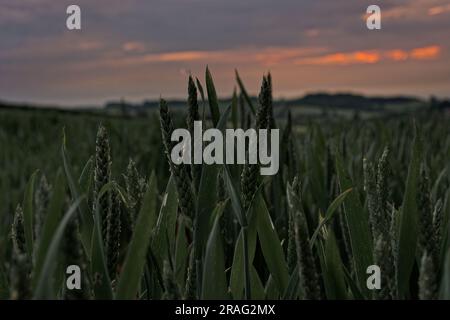 Circuit of Bath sunset walk Stock Photo - Alamy