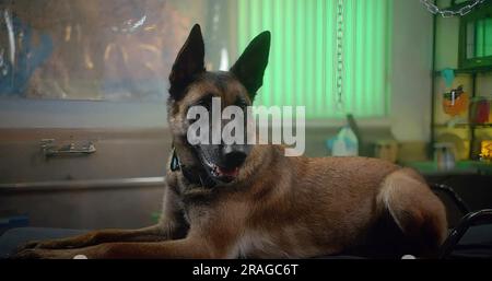 R.A.D.A.R.: THE ADVENTURES OF THE BIONIC DOG, (aka RADAR: THE ...