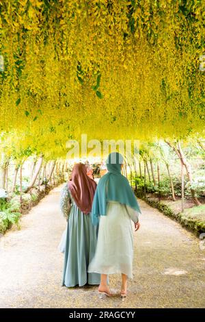 The laburnum walk at the National trust Bodnant gardens near Conway in ...