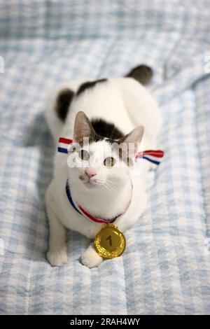 Japanese Bobtail cat wearing a gold medal around its neck Stock Photo ...