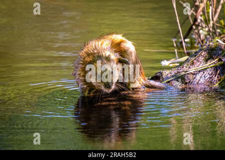 muskrat on the side of lake in a state park wild life refuge Stock ...