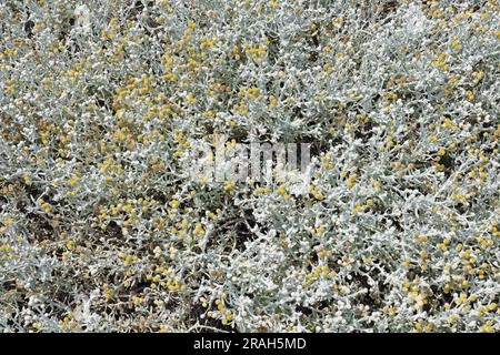 large shrubby plant of cotton weed, Achillea maritima; Otanthus ...