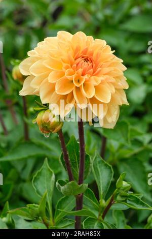 Dahlia Dalina Maxi Romero, Dahlia (Ball Grp), fully double yellow ...