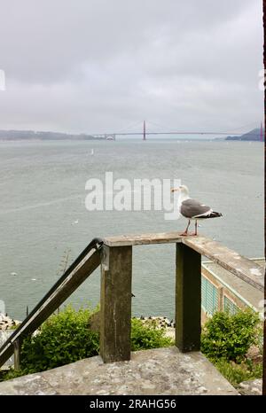 A western gull (Larus occidentalis) perched on a rocky outcrop over the ...