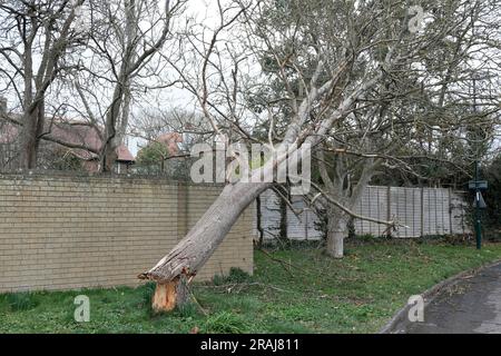 Storm damaged tree in West Sussex Stock Photo - Alamy