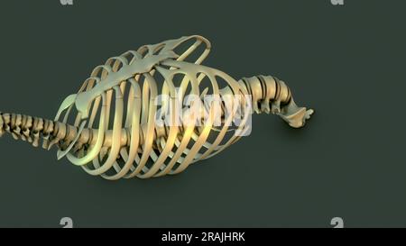 Anatomy of the Human Skeletal System Rig Cage Stock Photo - Alamy