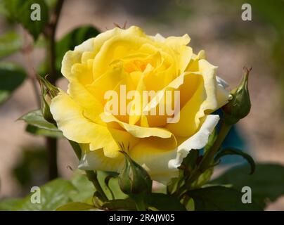 Hybrid tea rose (Rosa 'Michelangelo' Stock Photo - Alamy