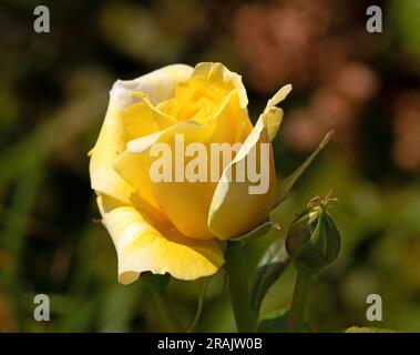 Hybrid tea rose, Rosa 'Michelangelo', Breeder : Meilland (FRA) 1997 ...