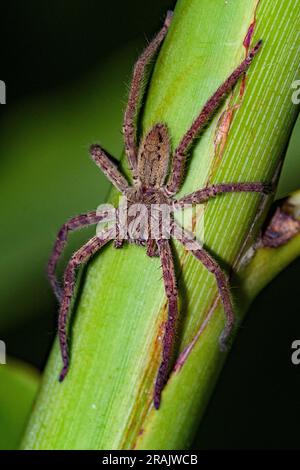 Spot-legged bromeliad spider (Cupiennius getazi) from Corcovado, Osa ...