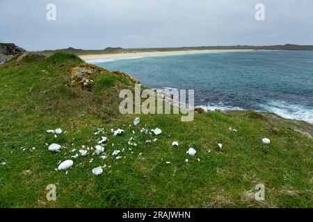 European shag Gulosus aristotelis, broken eggs scattered on clifftop ...