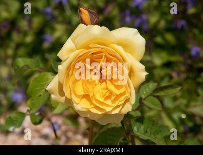 Rosa 'Graham Thomas', an English shrub rose, flowering in a garden ...