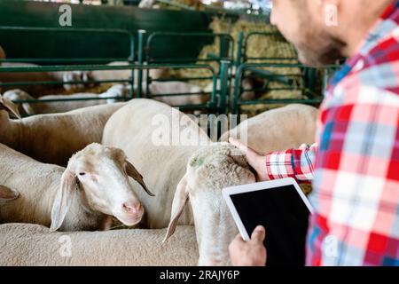 Man farmer visually inspecting sheep at farm using check list in his ...