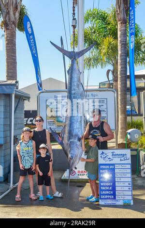 Striped Marlin caught in a fishing contest at Tutukaka, Northland, New ...