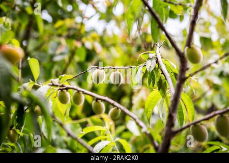 several mini peach on branch, brazilian fruit, brazil peach on tree ...