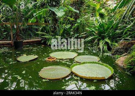 Victoria house at the Botanical Garden of the University of Muenster ...