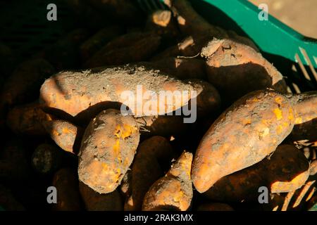 Variety of Peruvian tubers from the Peruvian jungle area in the Amazon ...